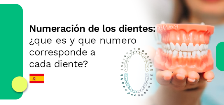 Numeración de los dientes: ¿qué es y qué número corresponde a cada diente?
